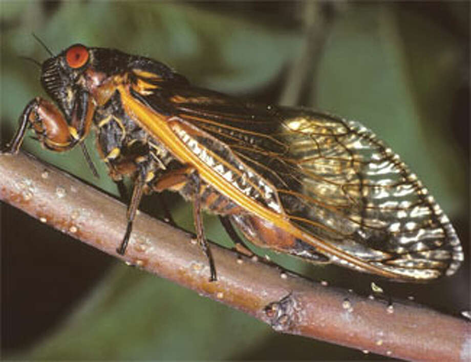 Cicadas are coming: But will they make their way to Shelton? - Shelton ...