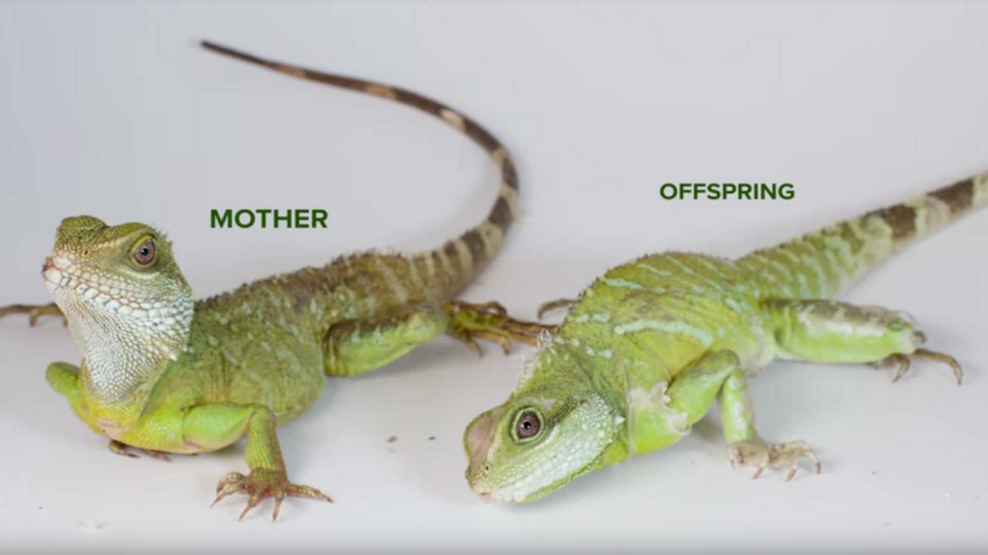 'Very rare occurrence': National Zoo says it found 1st case of this ...