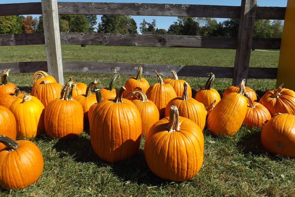 Pumpkin crop succeeds despite heat