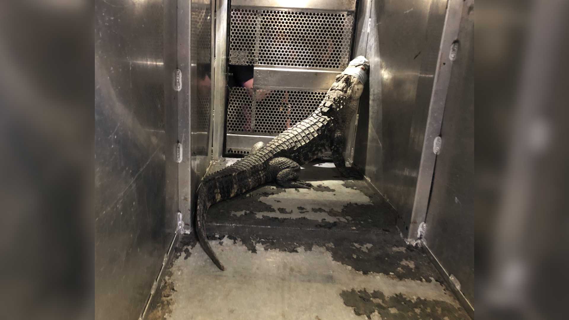 Five-foot alligator spotted strolling around Pittsburgh neighborhood