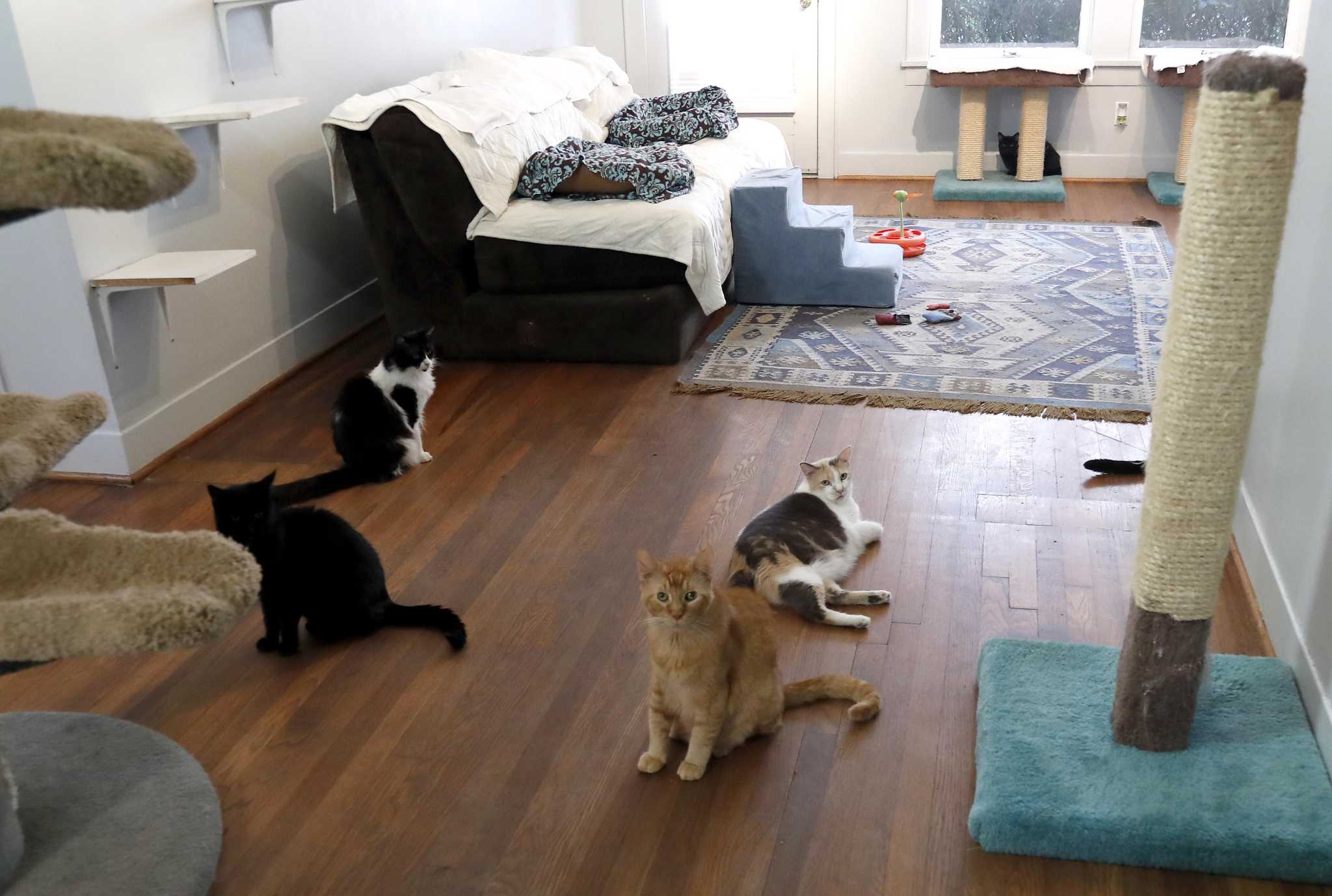 A chic Houston house where all the residents are cats