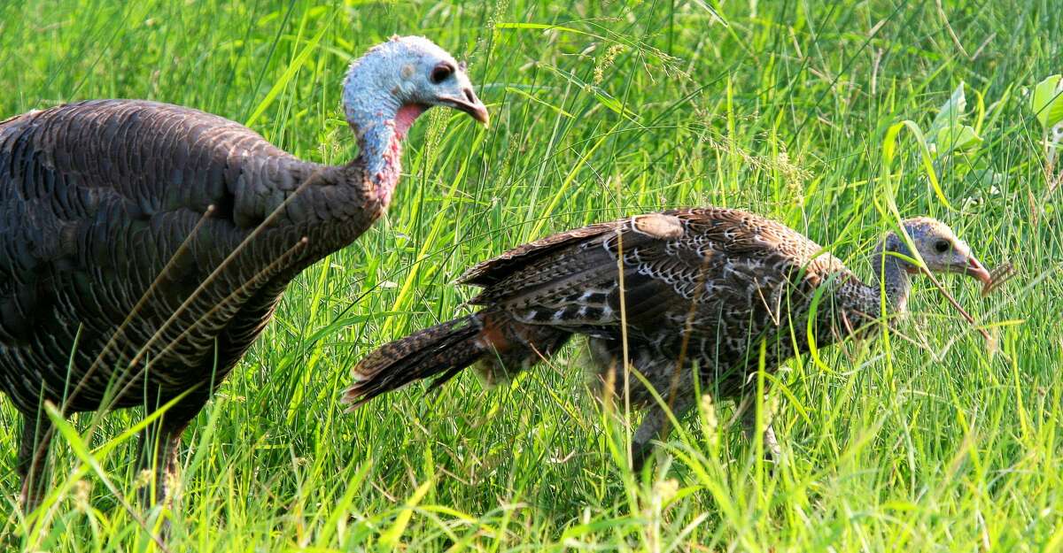 Texas turkeys thriving after mild, wet spring