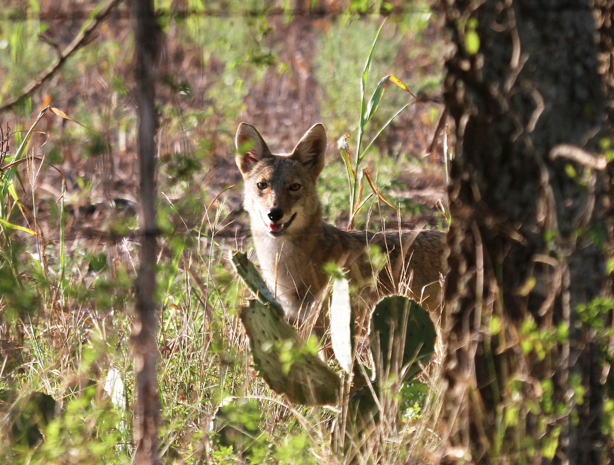 See a coyote or a bear in the greater Seattle area? Report it to ...