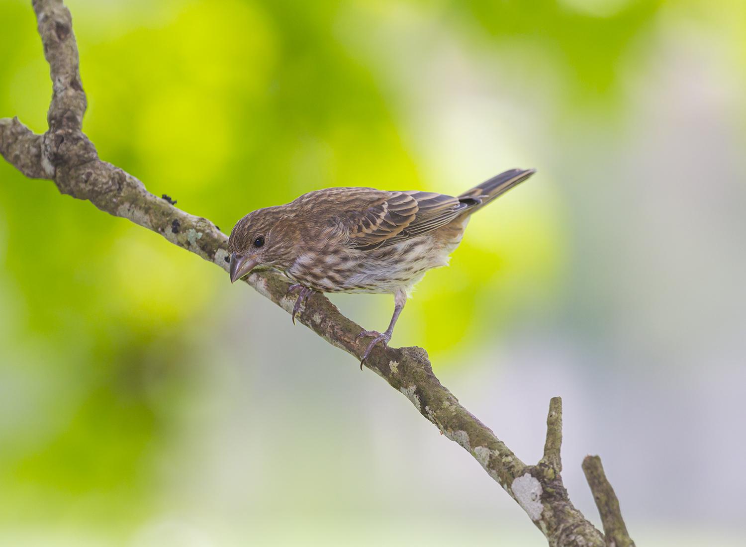 House finches show their colors for mating season