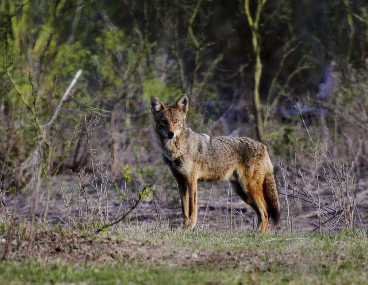 Meet the coyote, one of nature’s great tricksters