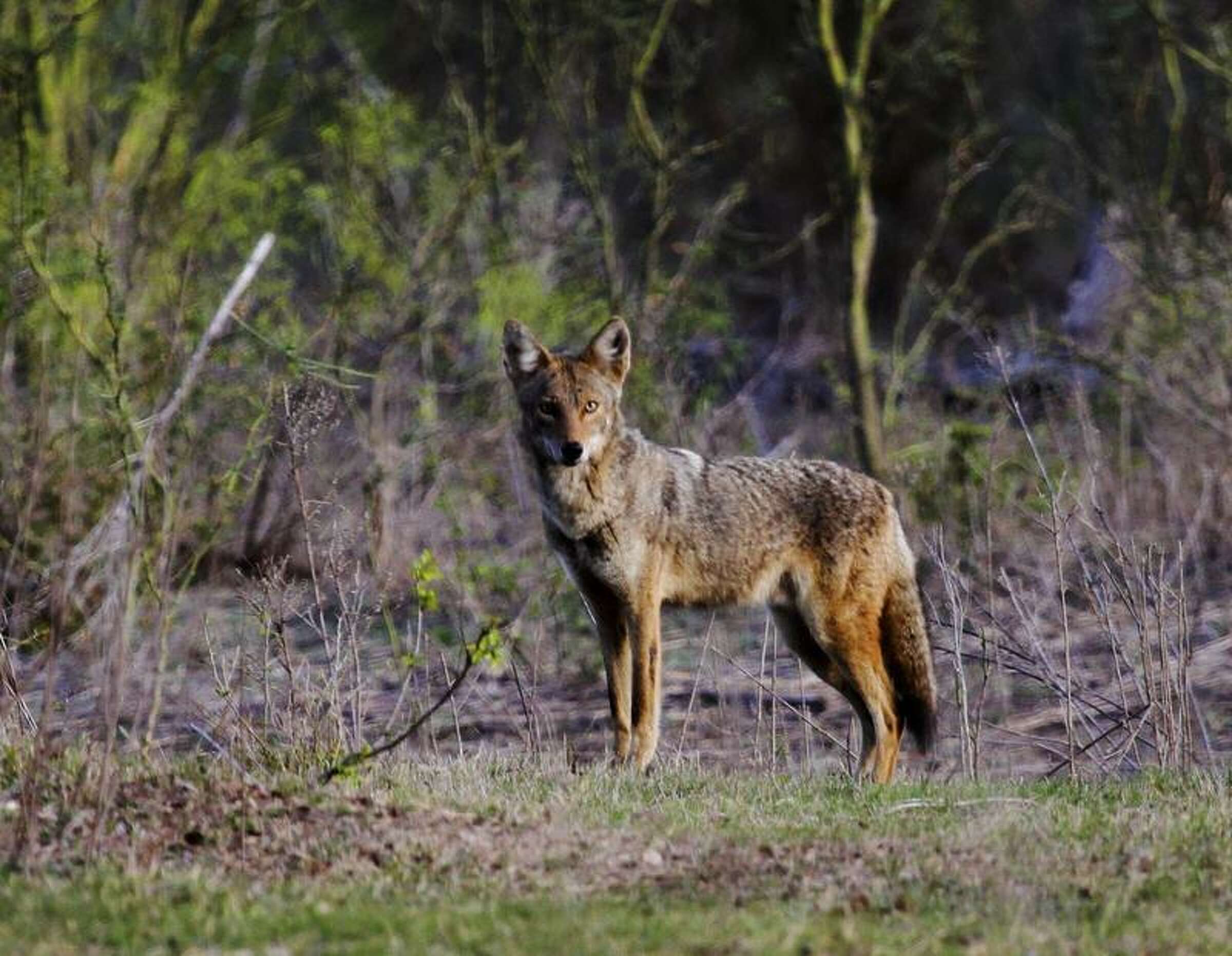 Meet the coyote, one of nature’s great tricksters