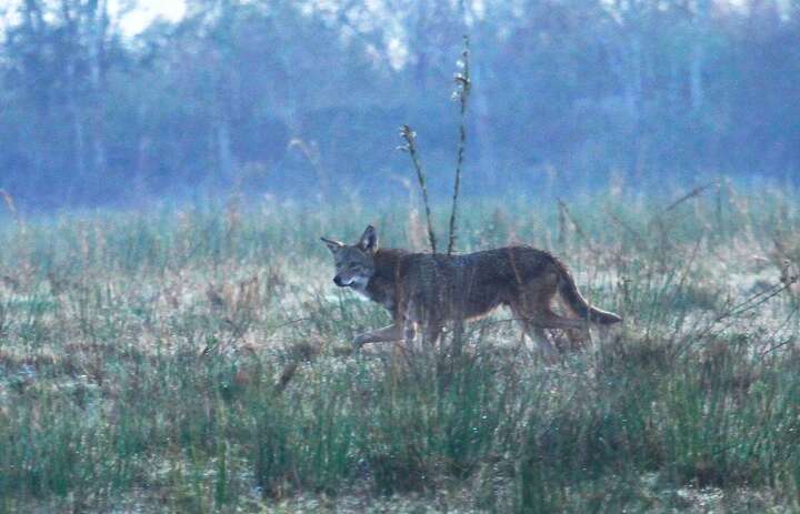 Meet the coyote, one of nature’s great tricksters