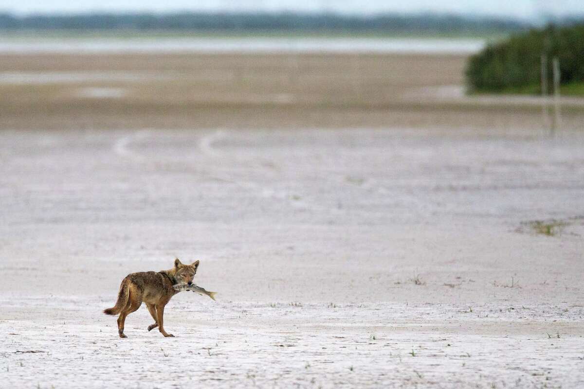 Meet the coyote, one of nature’s great tricksters