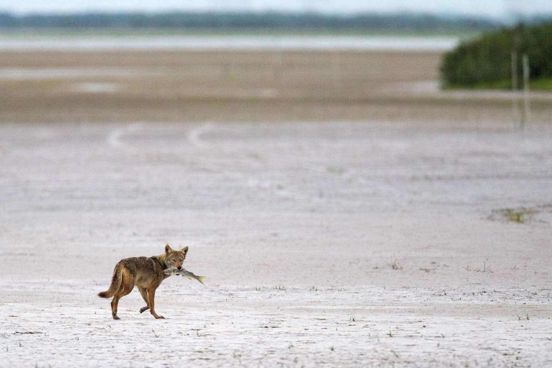 Meet the coyote, one of nature’s great tricksters