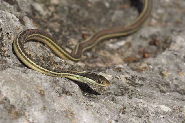 11 non-venomous snakes you want in your backyard