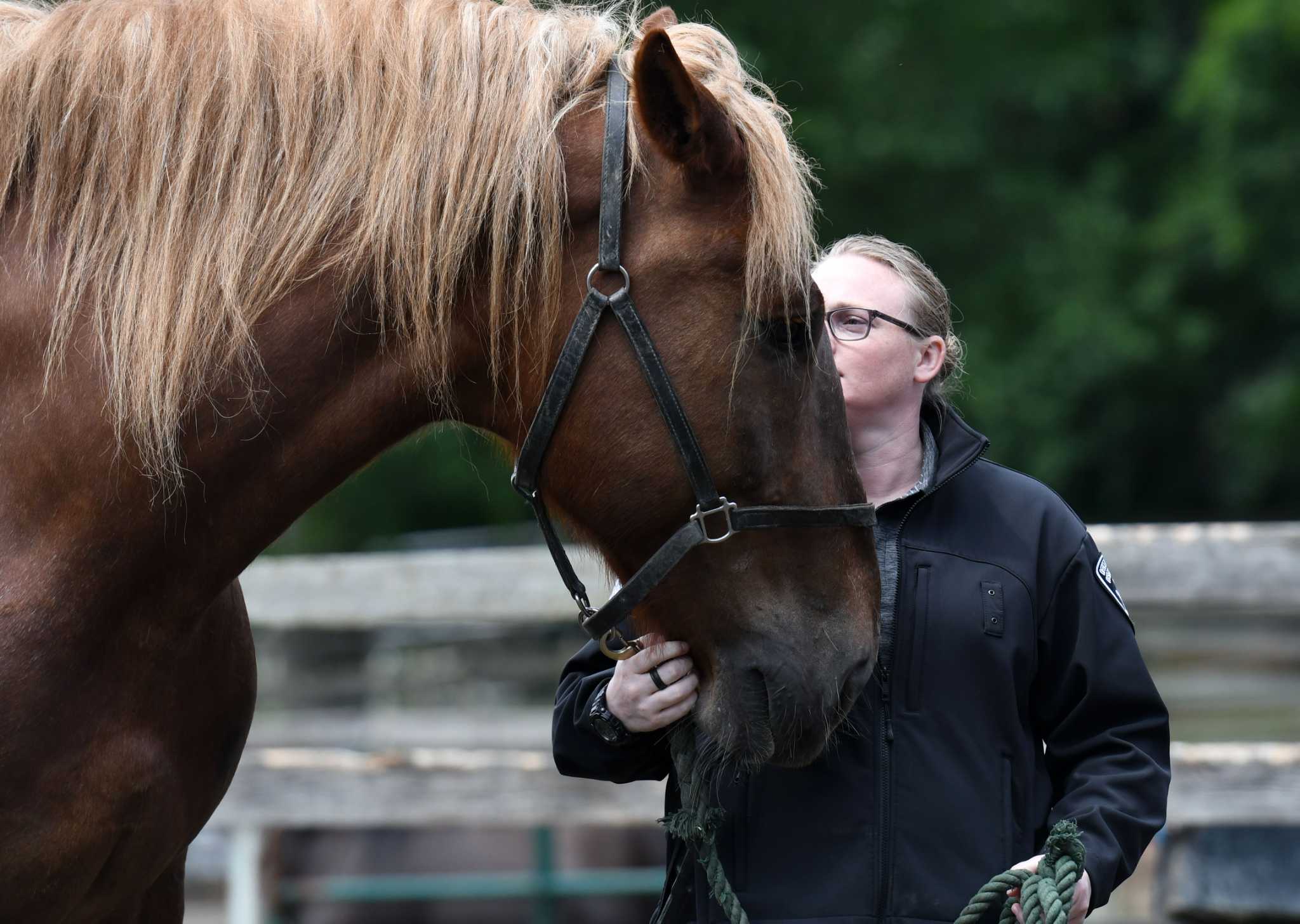 Photos: Police learn how to investigate horse cruelty cases