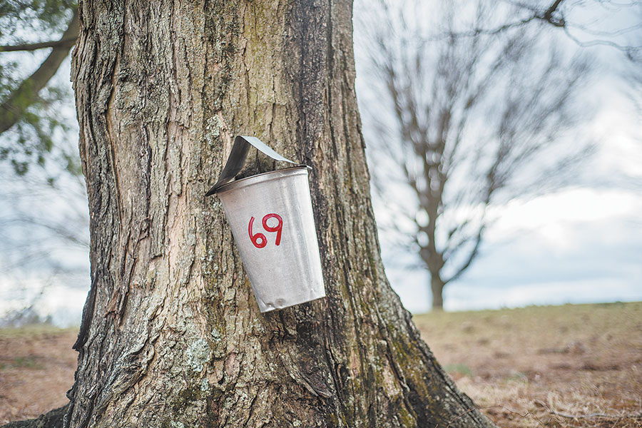 Tea and tree tapping at Ambler Farm