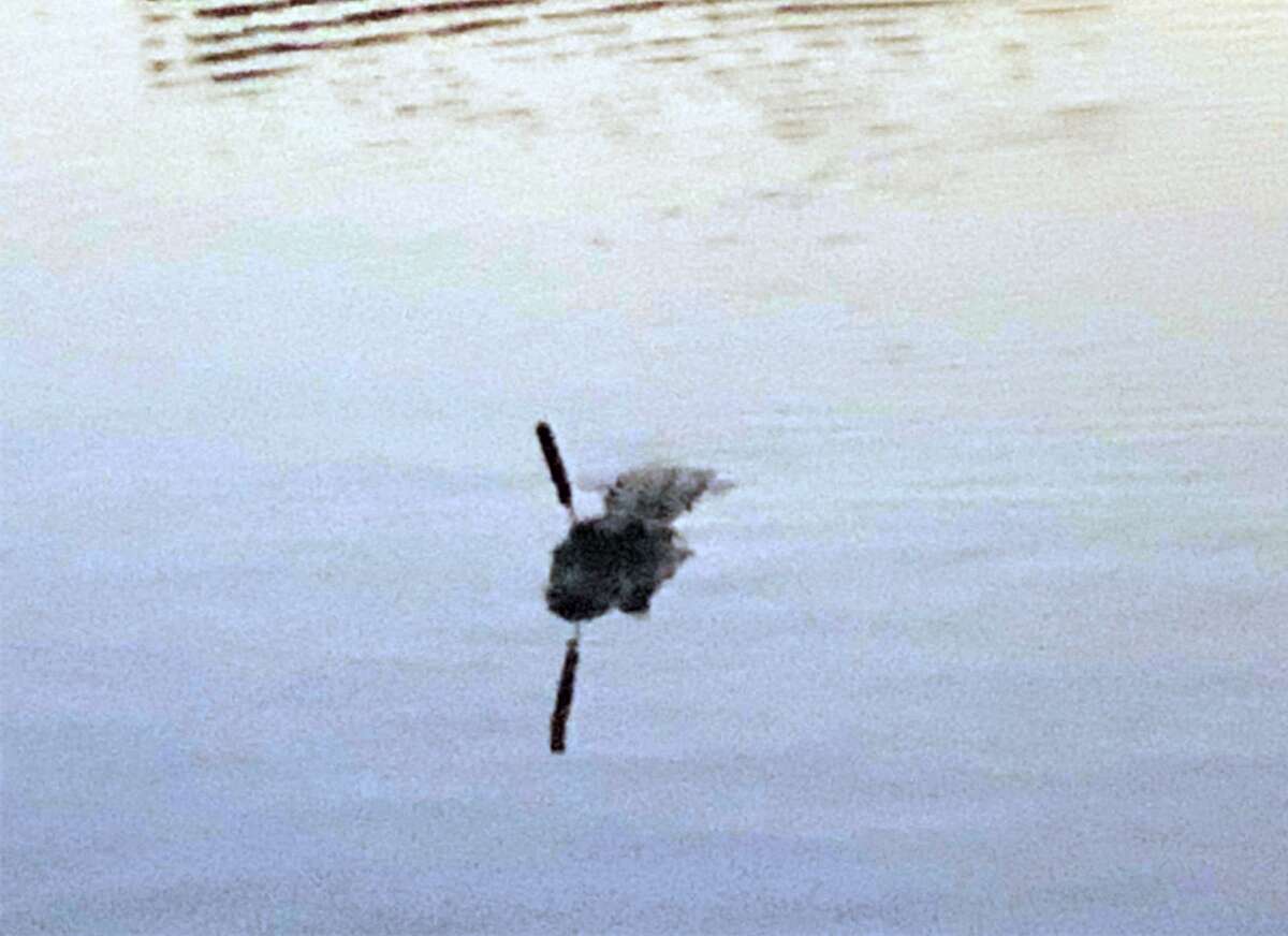 Texas woman spots alligator with knife in its head at community lake