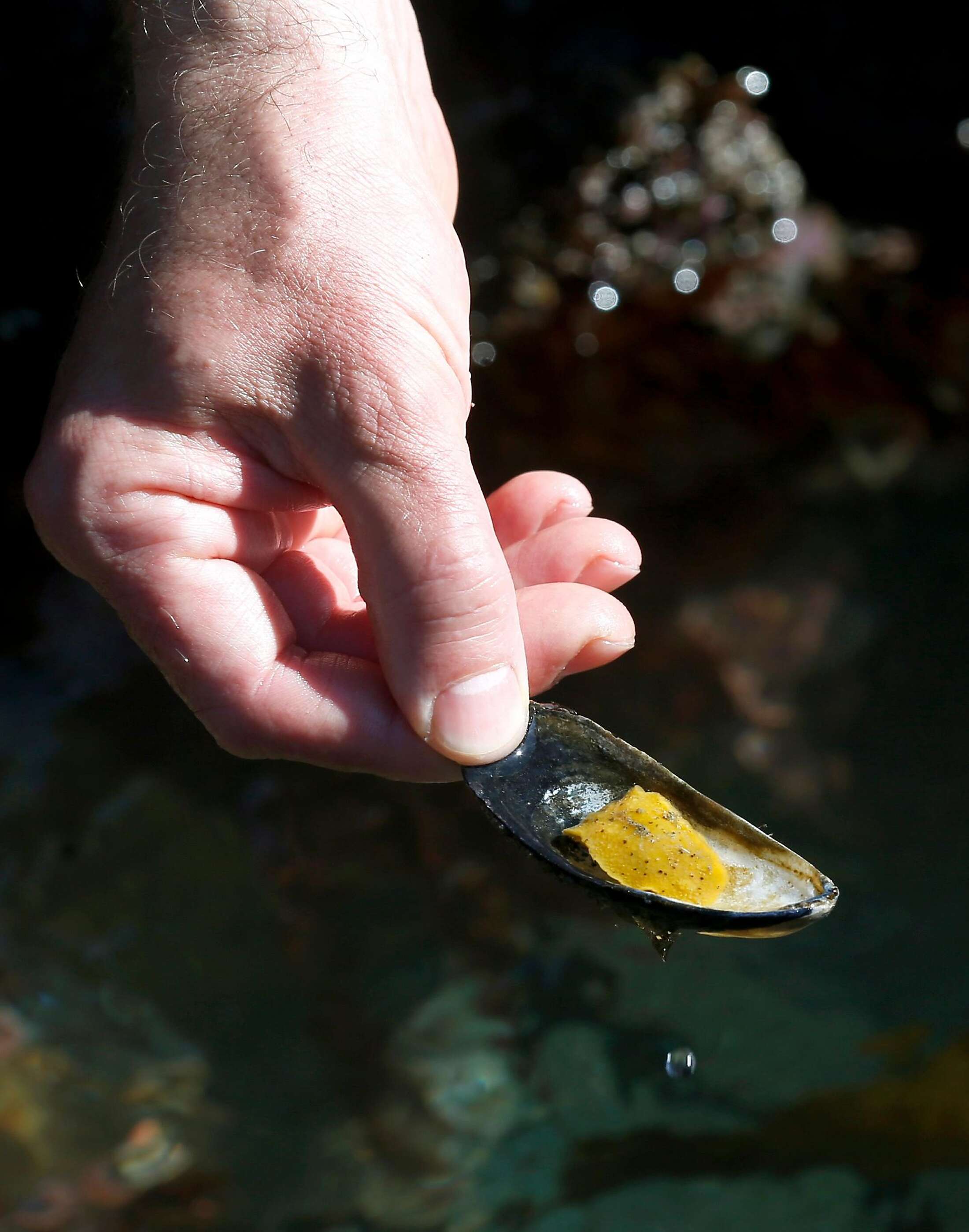 How is climate change affecting oceans? Check the tide pools