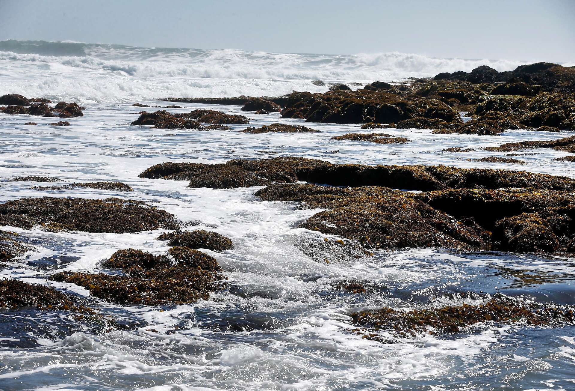 How is climate change affecting oceans? Check the tide pools
