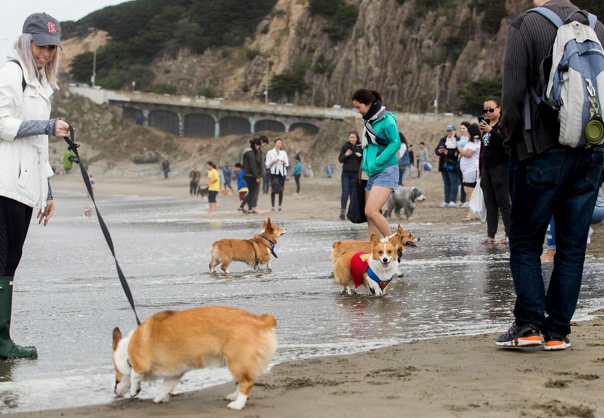5th Corgi Con draws 1,000 dogs to Ocean Beach - and many admirers as well