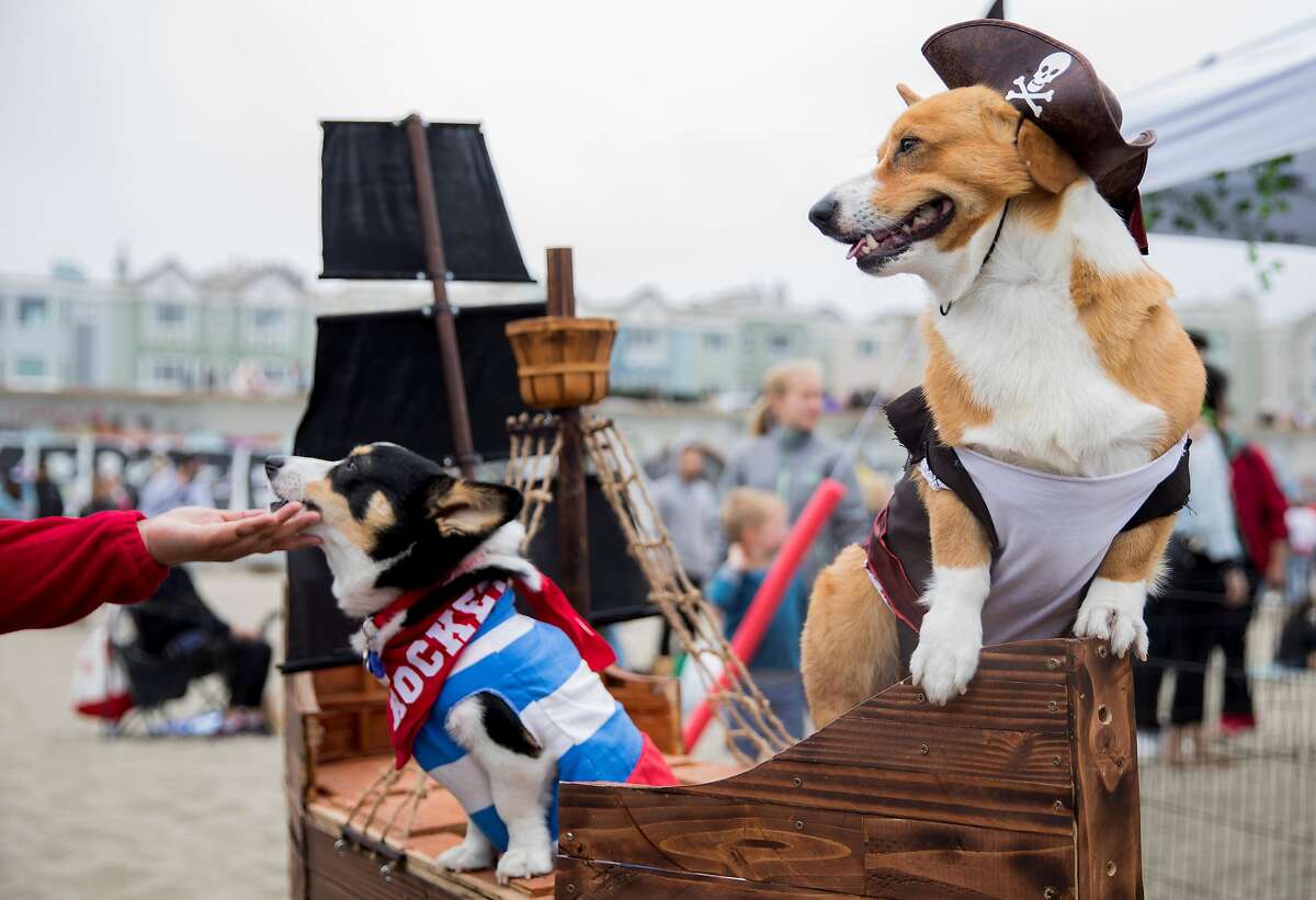 5th Corgi Con draws 1,000 dogs to Ocean Beach — and many admirers as well