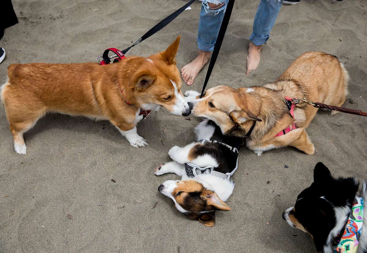 5th Corgi Con draws 1,000 dogs to Ocean Beach — and many admirers as well