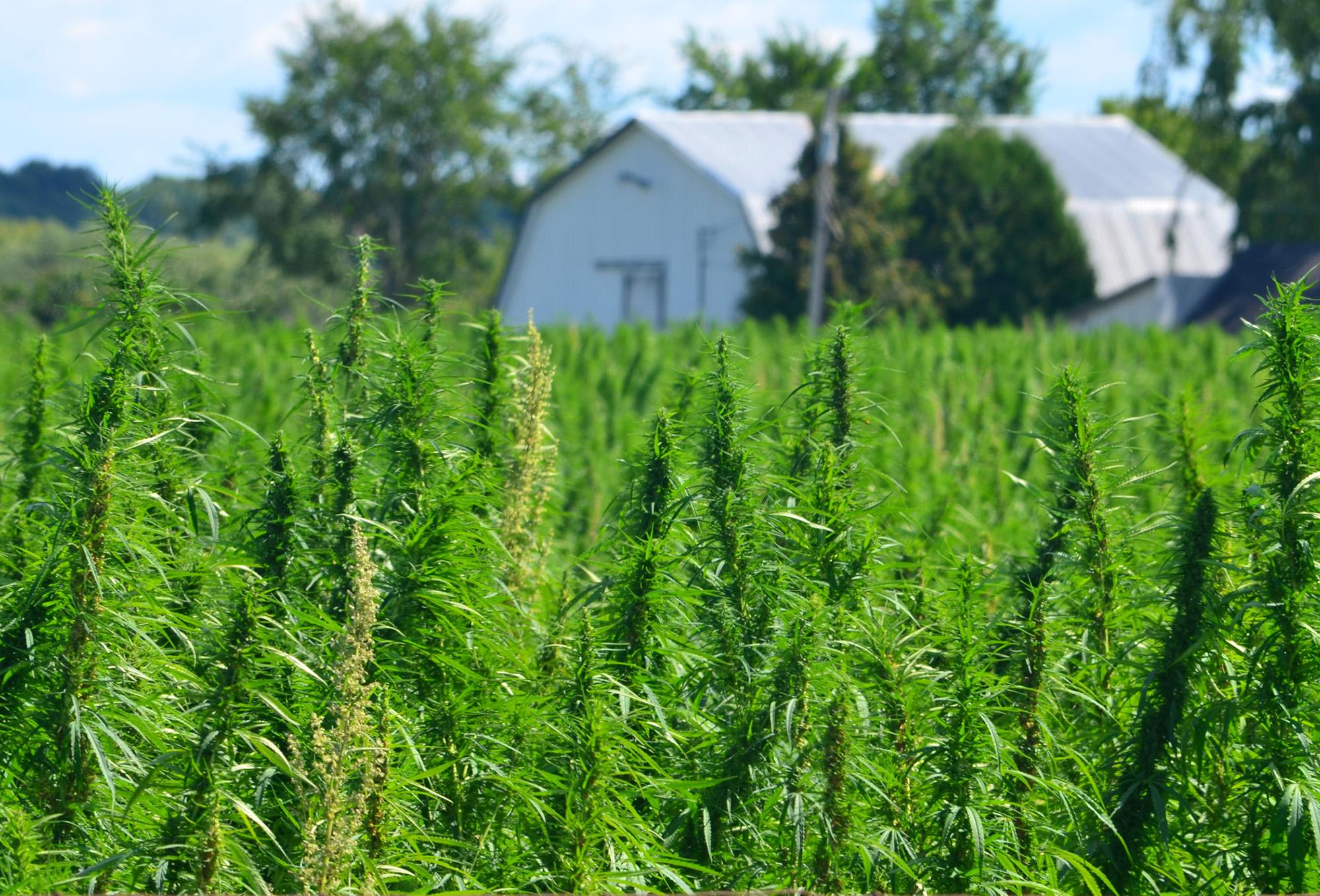 Texas farmers ready for catch-up mode in global hemp race