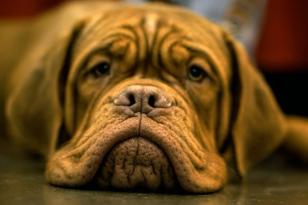 'Game of Thrones'-themed dog? Outlandish grooming featured at Houston ...