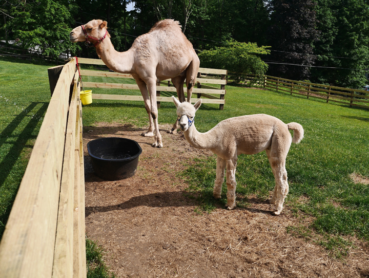 One Hump Farm to host Harvest Day Saturday