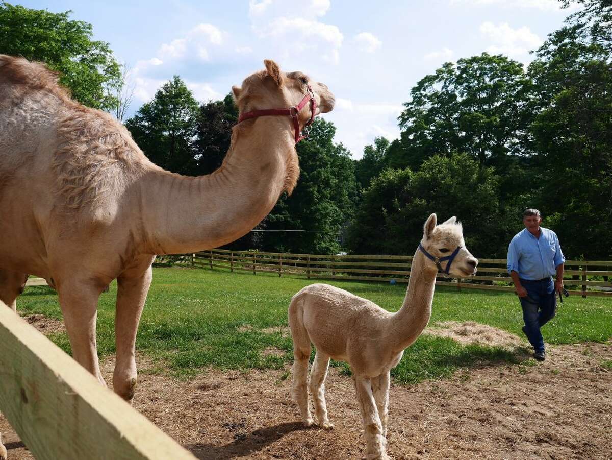 Alpaca joins camel on North Street