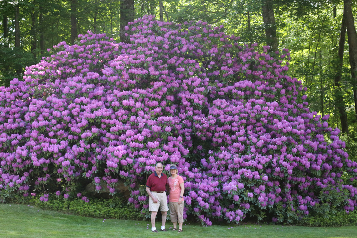 In full bloom: Rhododendron shows spring has sprung — and gone