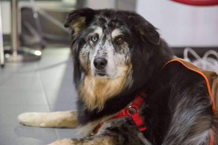 Paw it Forward: ROAR raises more than $100,000 at ‘Laughter’ event