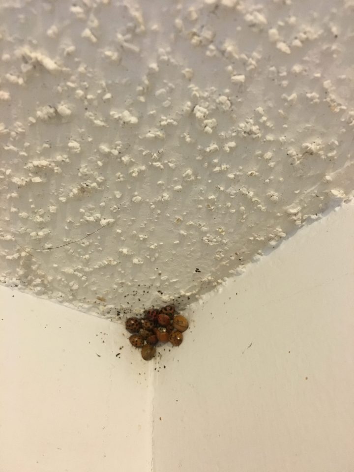 Ladybug infestations: Let beetles be beetles