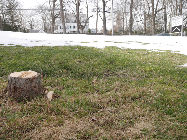 Where'd the rats go? Aldrich Museum cuts down bagged trees