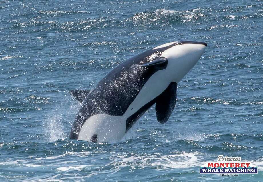 Pod of 'very active' killer whales seen for first time ever in Monterey ...