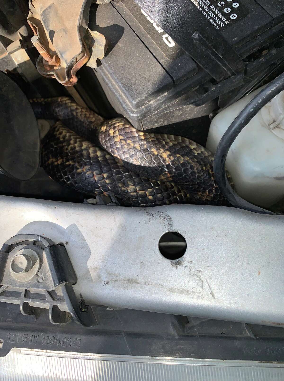 Photos: 5-foot-long black rat snake found in car engine in Oklahoma