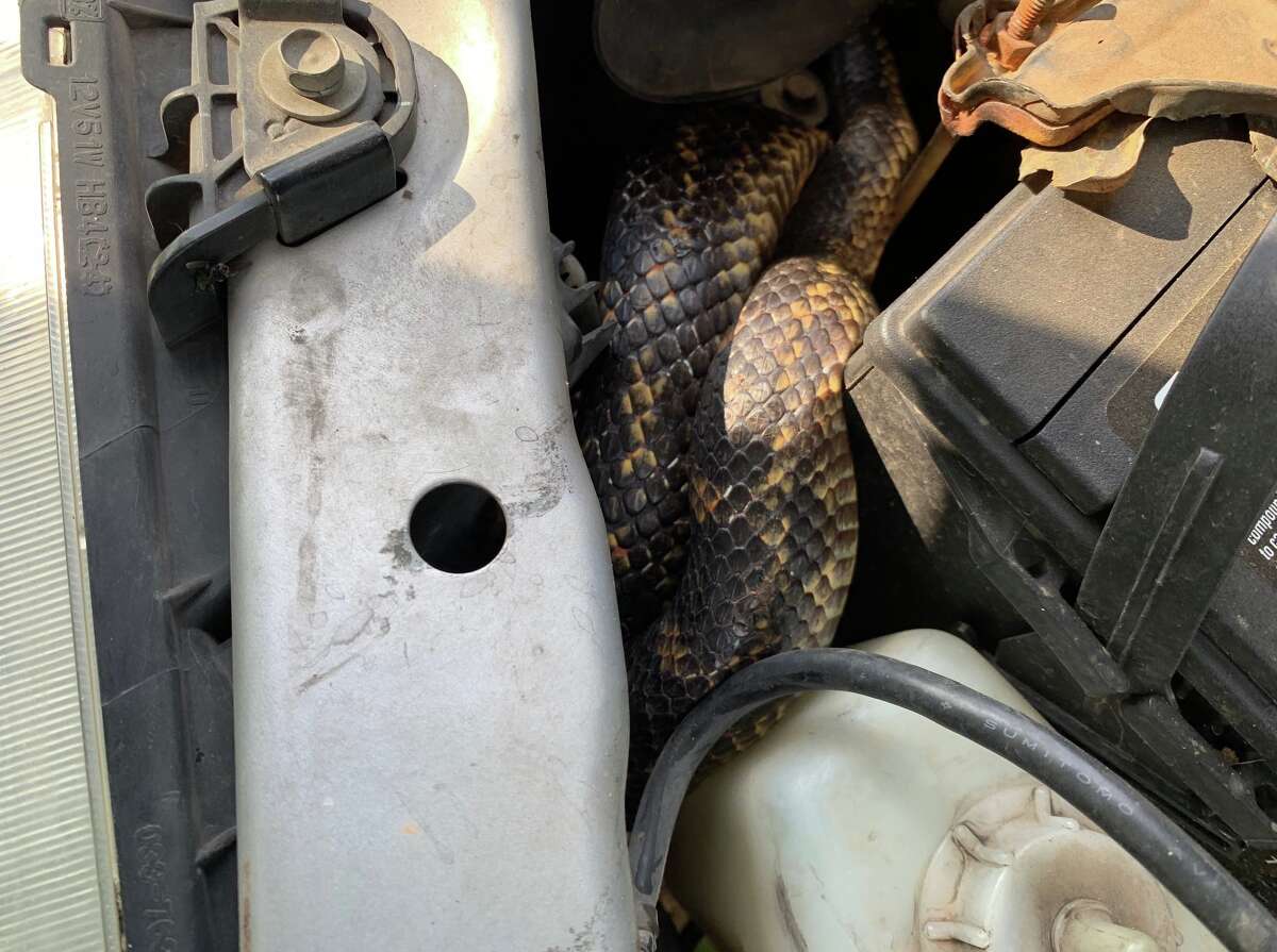 Photos: 5-foot-long black rat snake found in car engine in Oklahoma