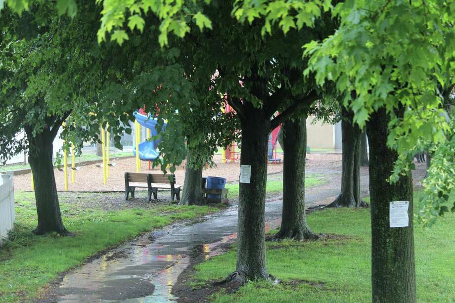 Trees saved at Hamilton Avenue School - GreenwichTime
