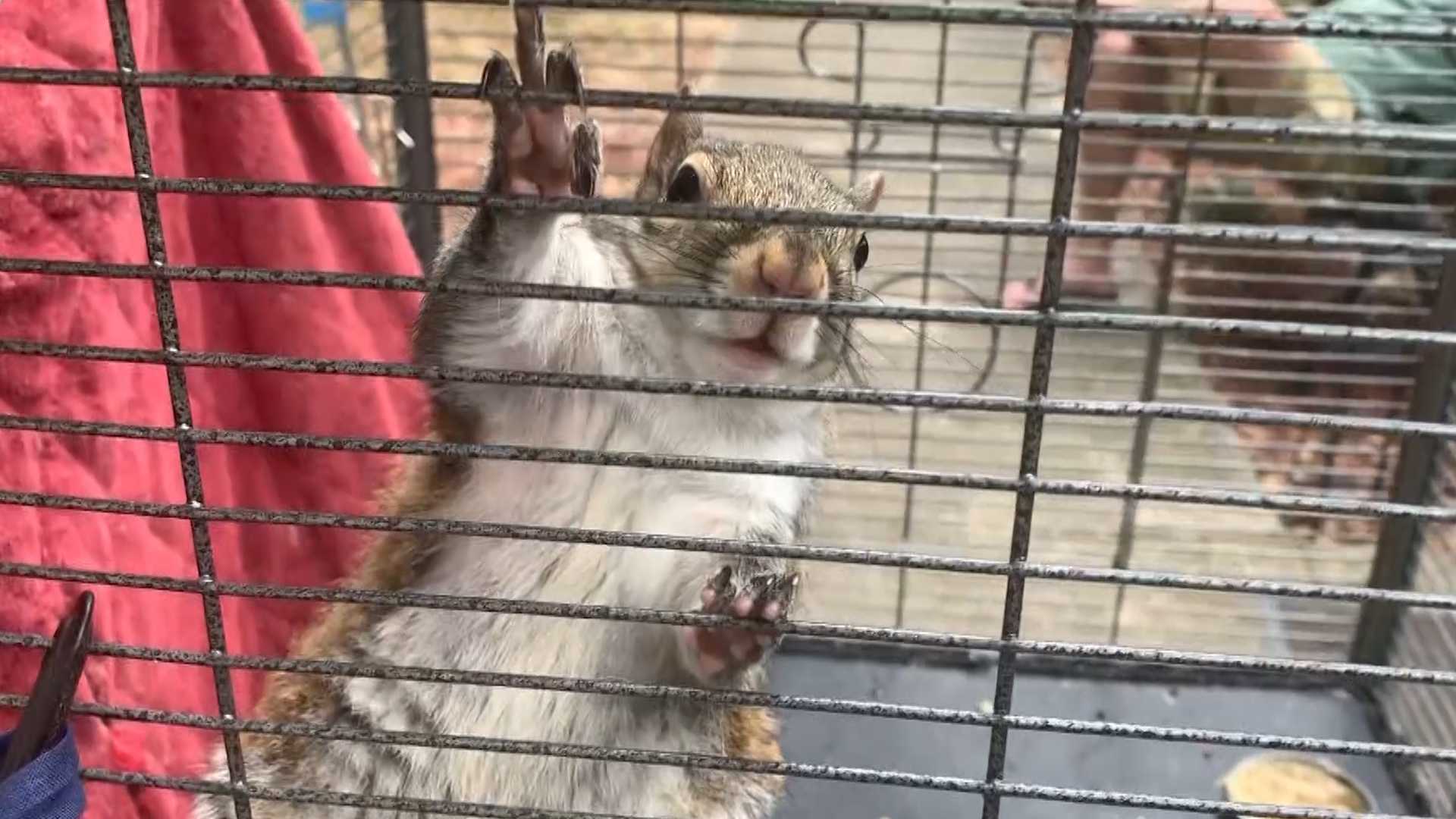 'Attack squirrel' found during drug bust kept in cage, reportedly fed meth