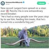 Longhorn sets Guinness World Record for longest horns ... and he isn't ...