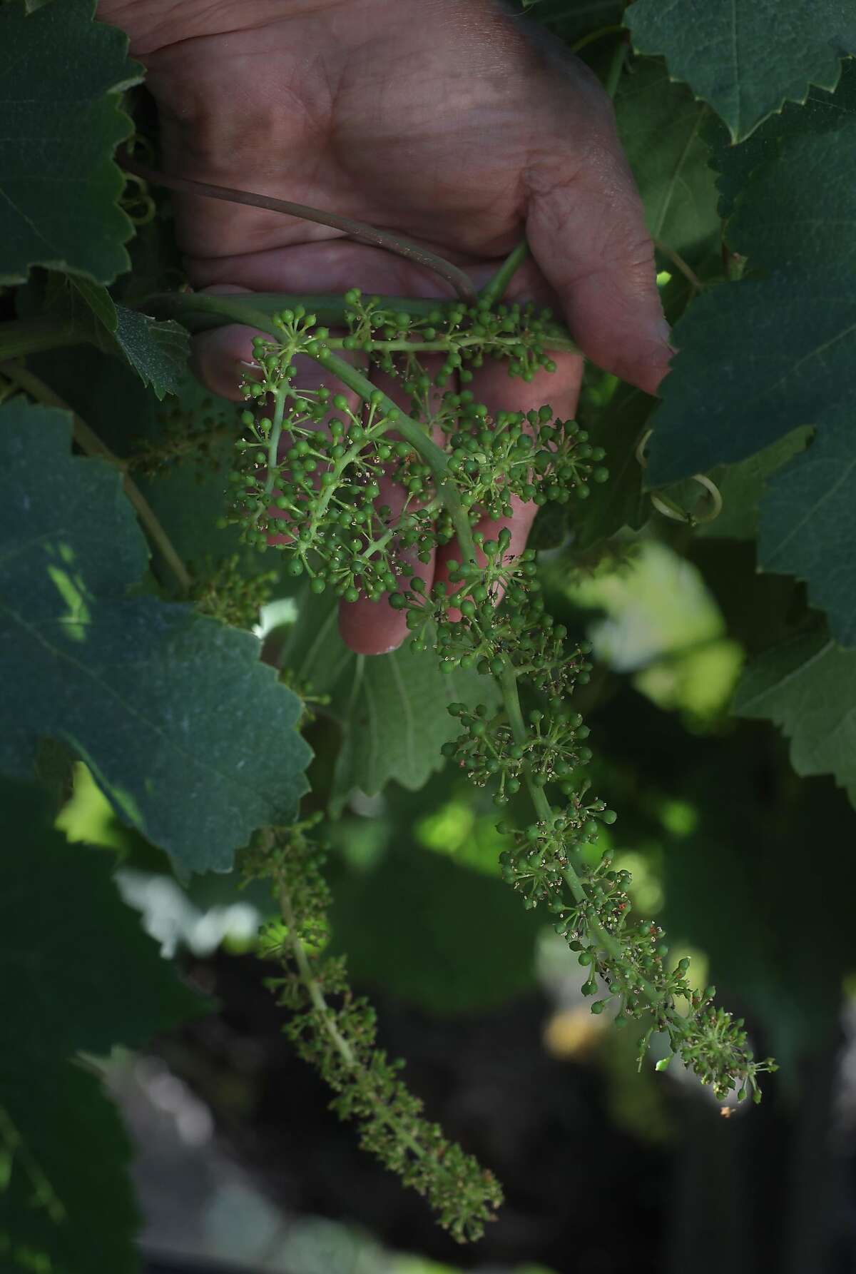 The fight to keep alive Charbono, Napa’s nearly extinct heritage grape
