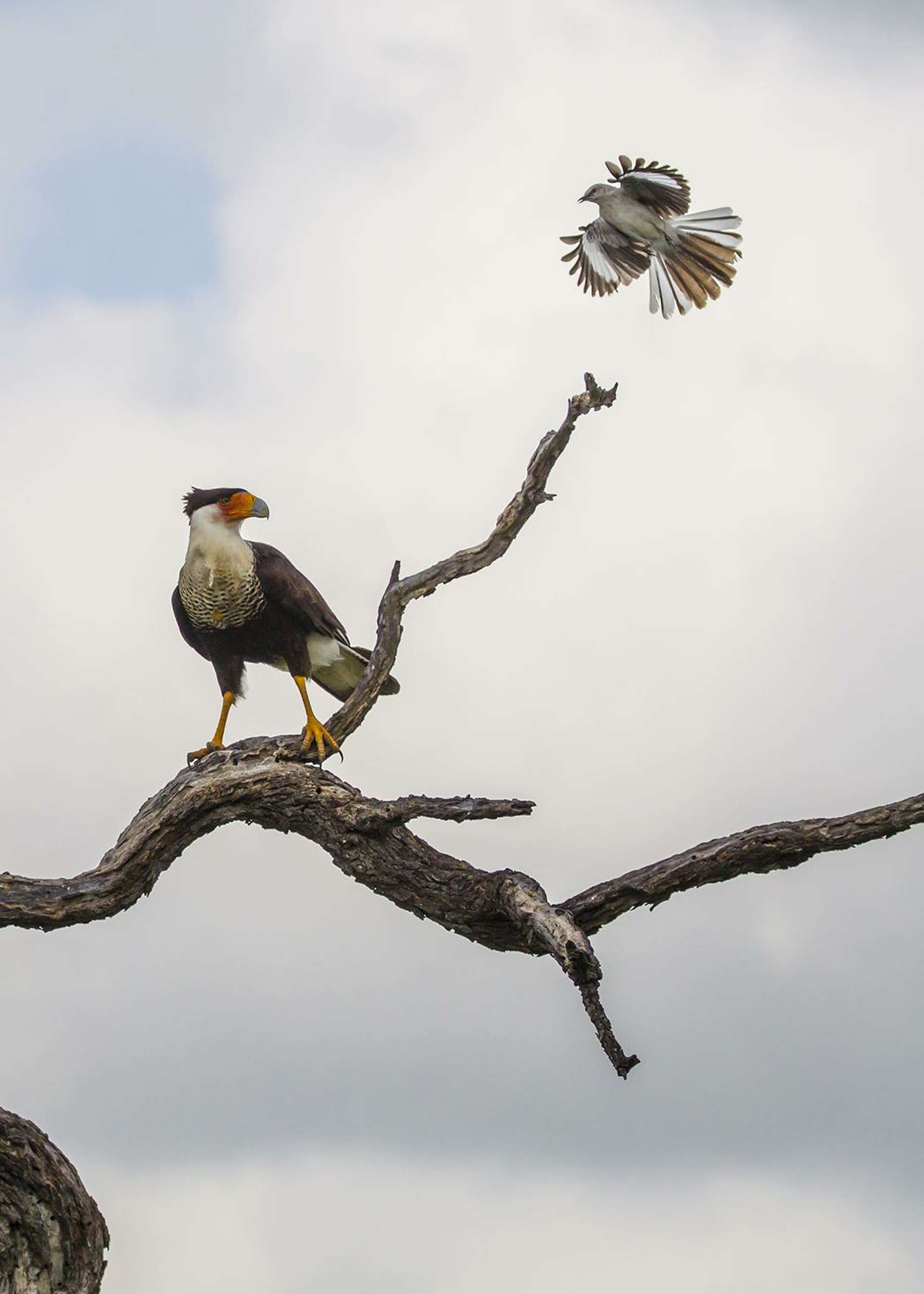 Mockingbirds are on the attack