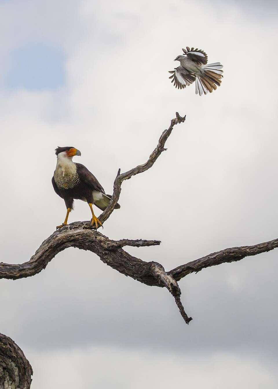 Mockingbirds are on the attack