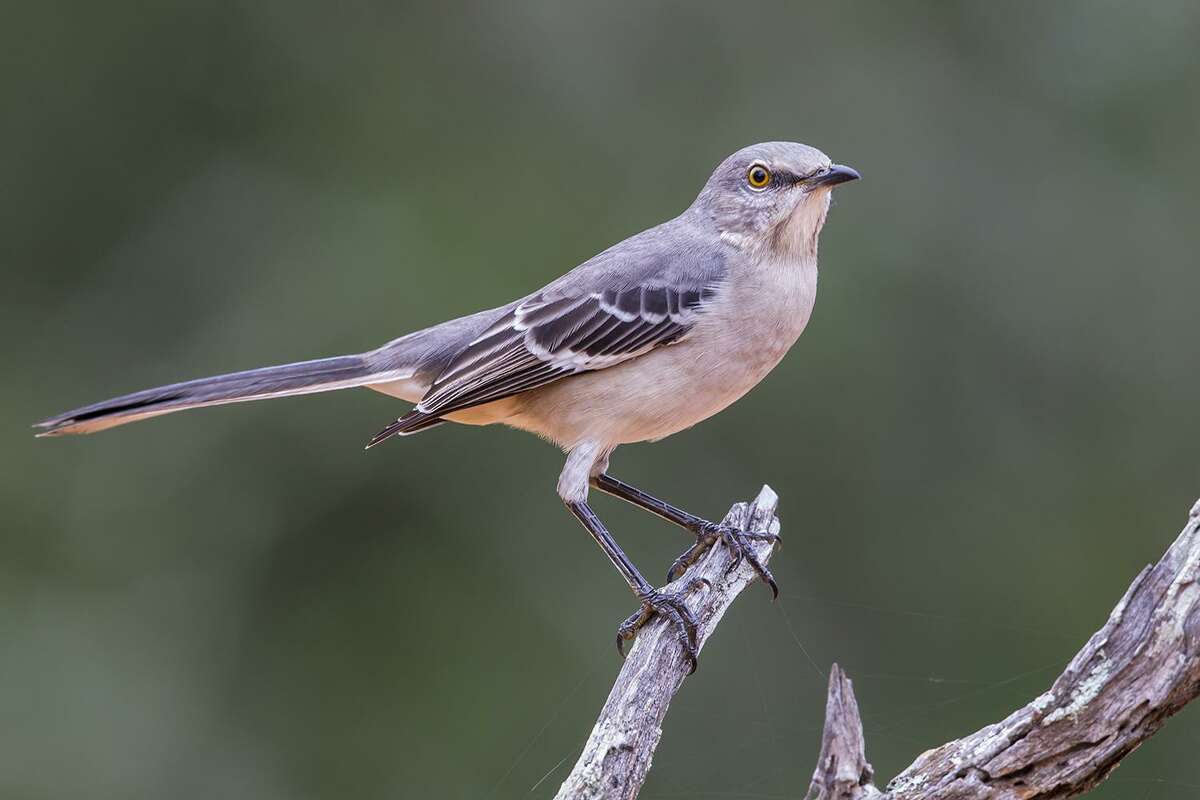 Mockingbirds are on the attack