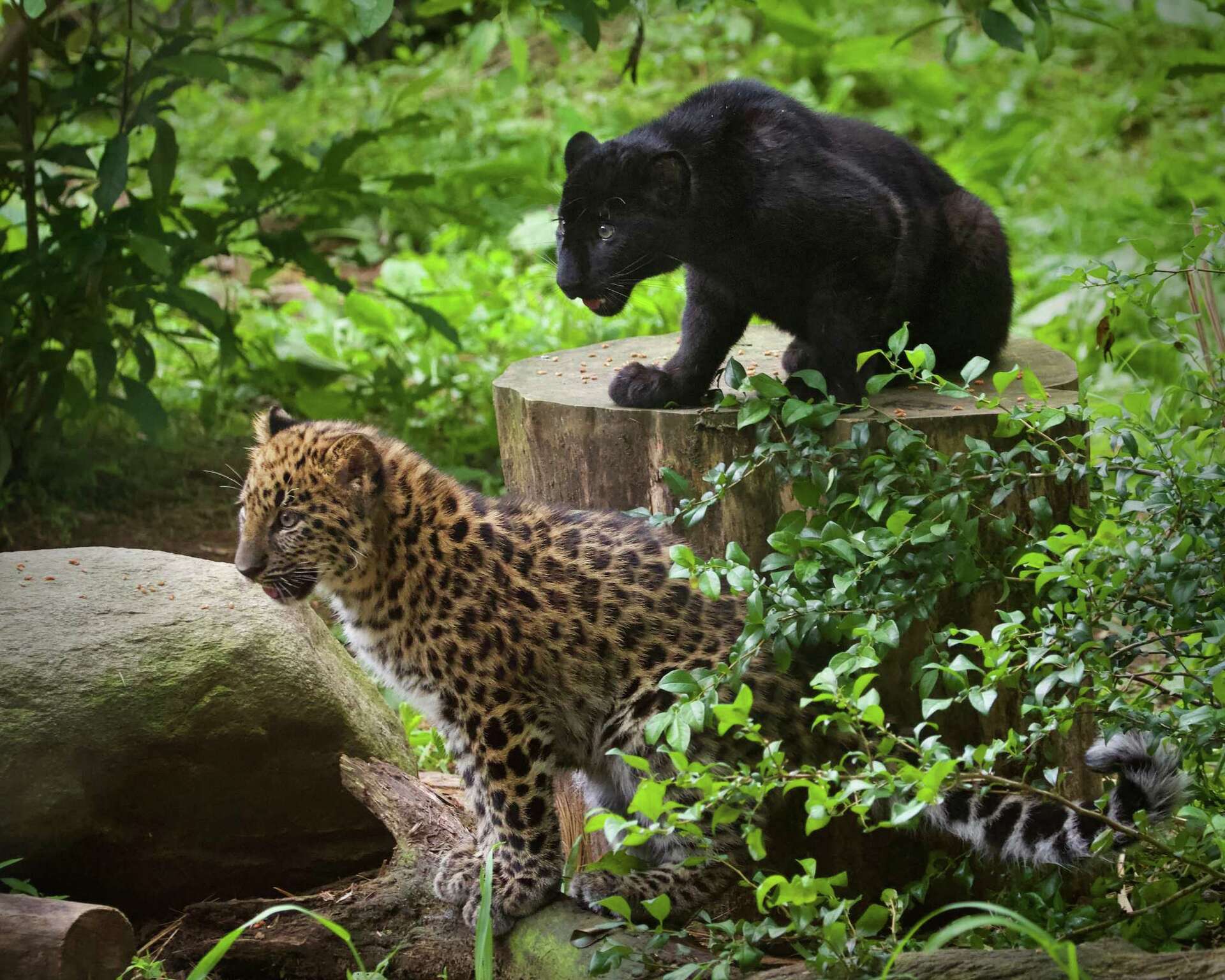amur leopard forest