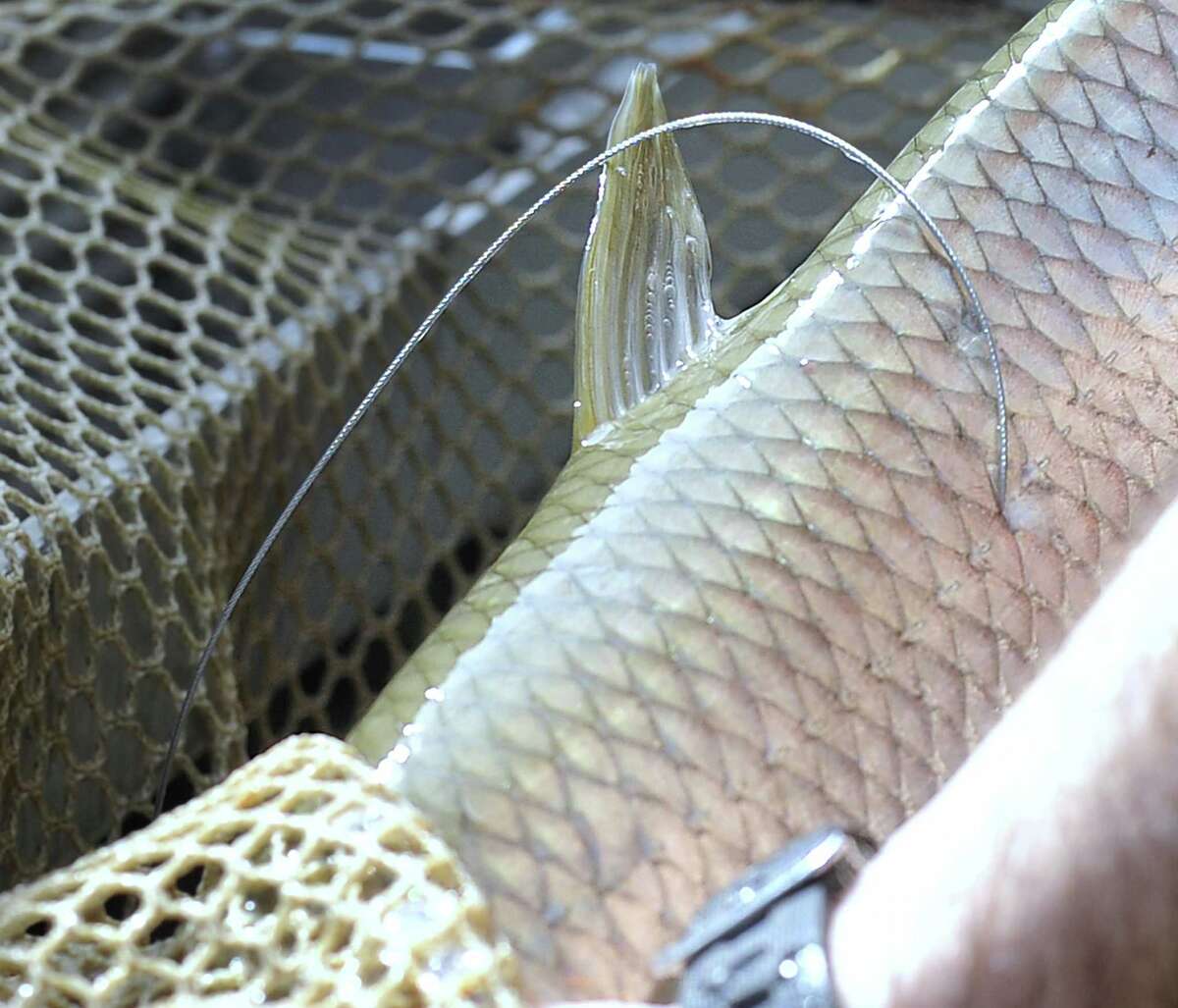 Candlewood carp tracking program comes to an end