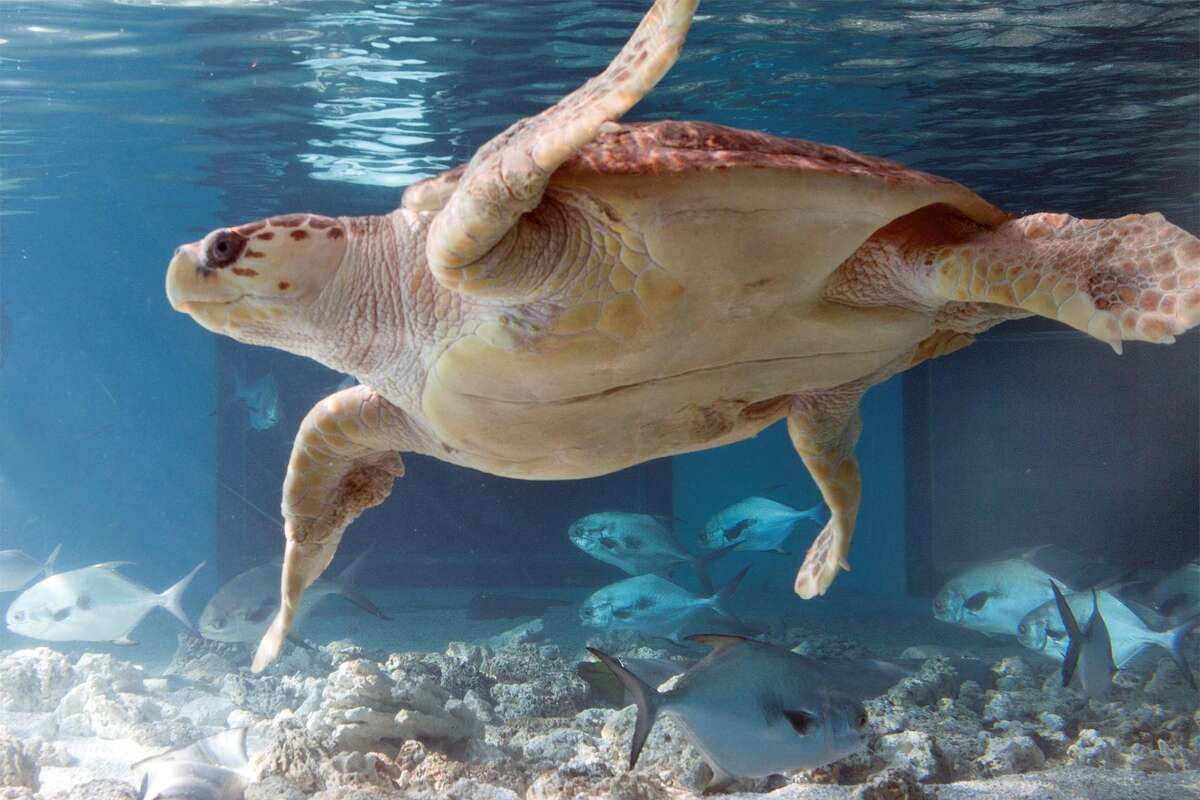 NY protection of Long Island Sound marine life good for Connecticut