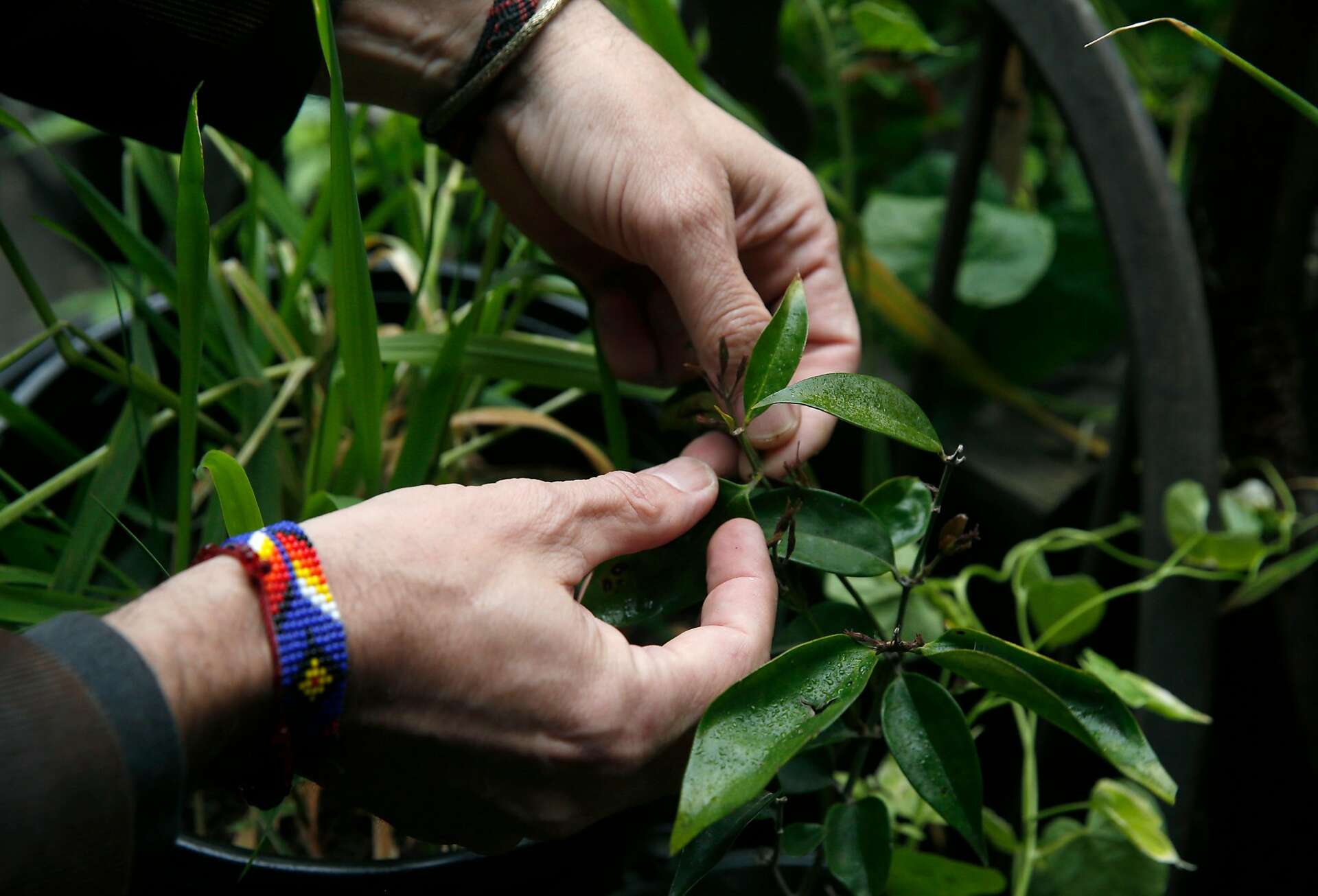 Can psychedelics heal? A growing movement says yes