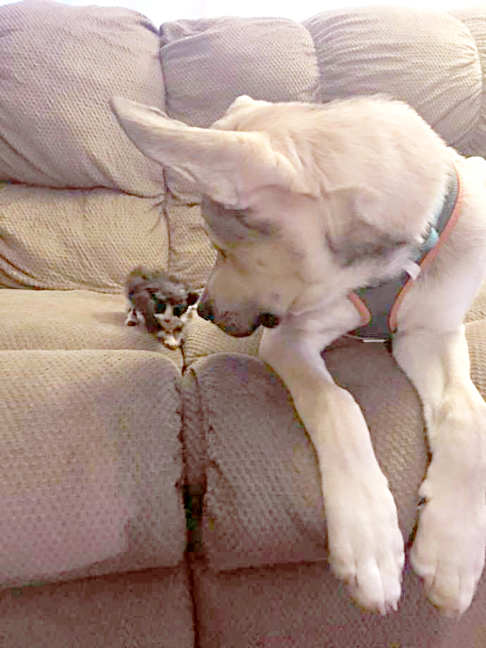 Tar-covered kitten recovering in foster home