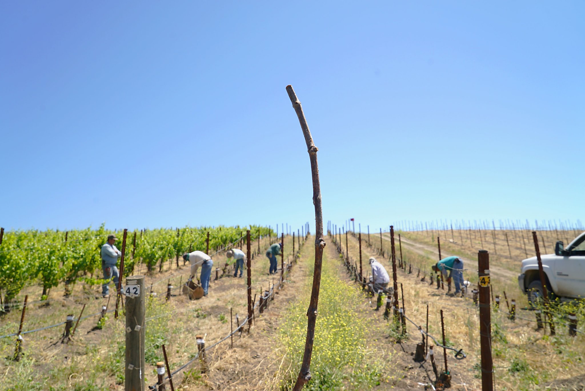 Tablas Creek just planted a grape you’ve never heard of. But it’s a ...