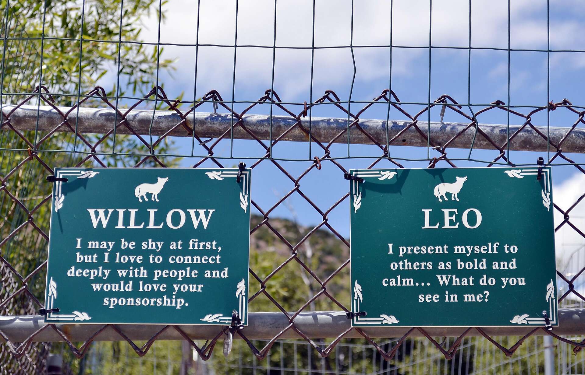 Can ‘wolf therapy’ open people up? One sanctuary aims to find out