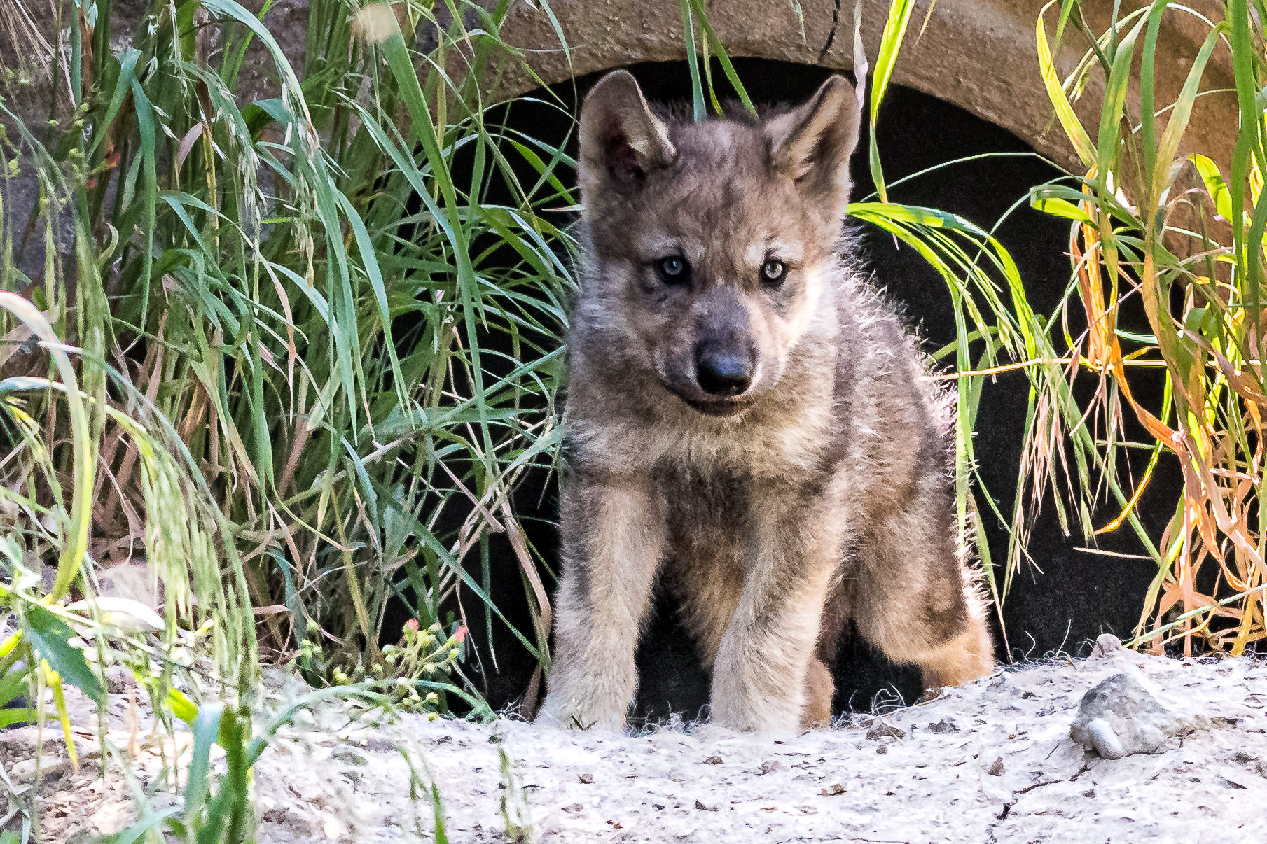 Newborn Grey Wolf Pup