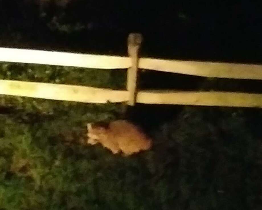 Rare golden raccoon spotted in Bethel - NewsTimes