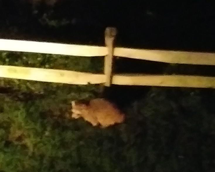 Rare golden raccoon spotted in Bethel